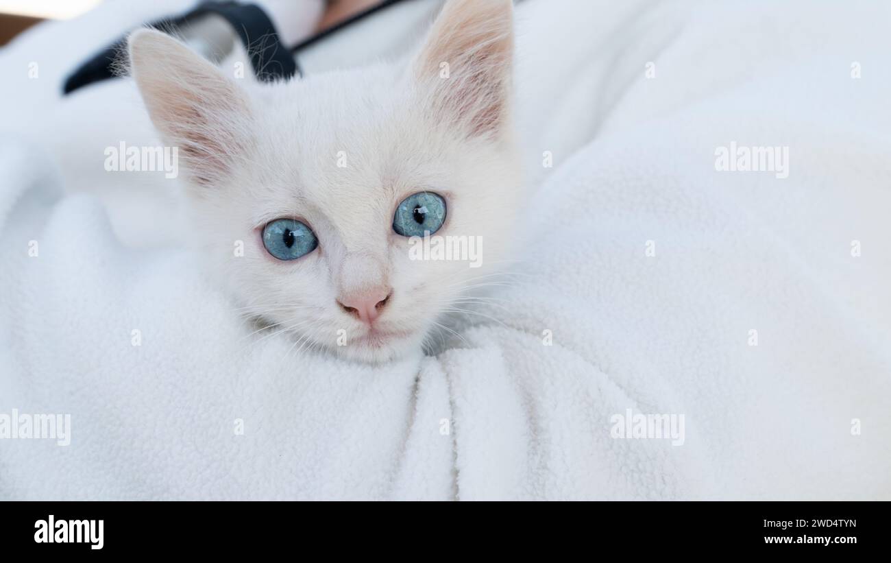 Turkish Van Cat. Van Kedisi. Cute white kitten with colorful eyes Stock ...
