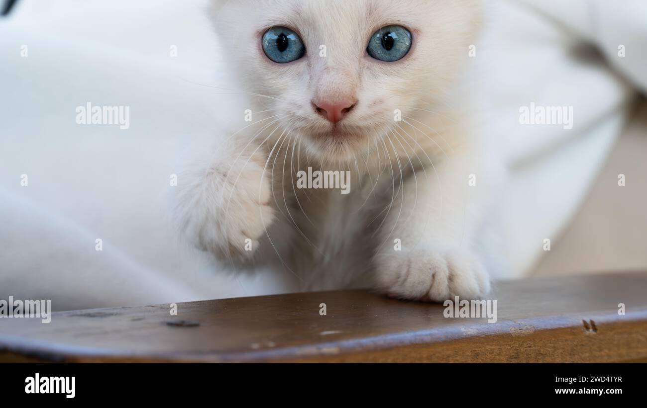 Turkish Van Cat. Van Kedisi. Cute white kitten with colorful eyes Stock ...