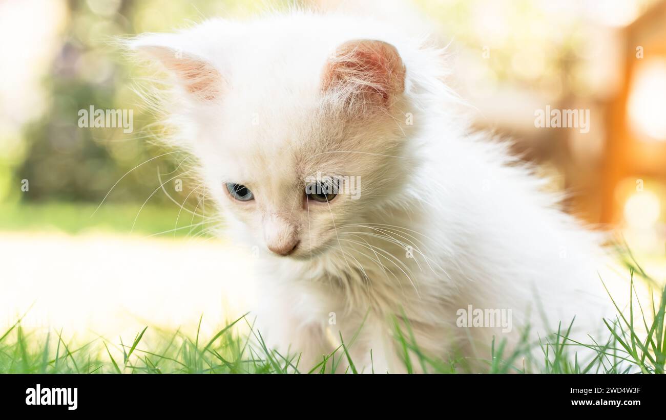 Turkish Van Cat. Van Kedisi. Cute white kitten with colorful eyes Stock ...