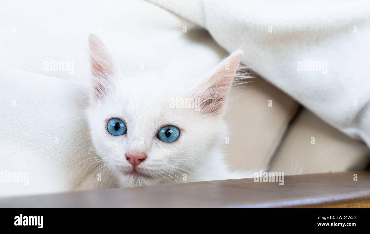 Turkish Van Cat. Van Kedisi. Cute white kitten with colorful eyes Stock ...