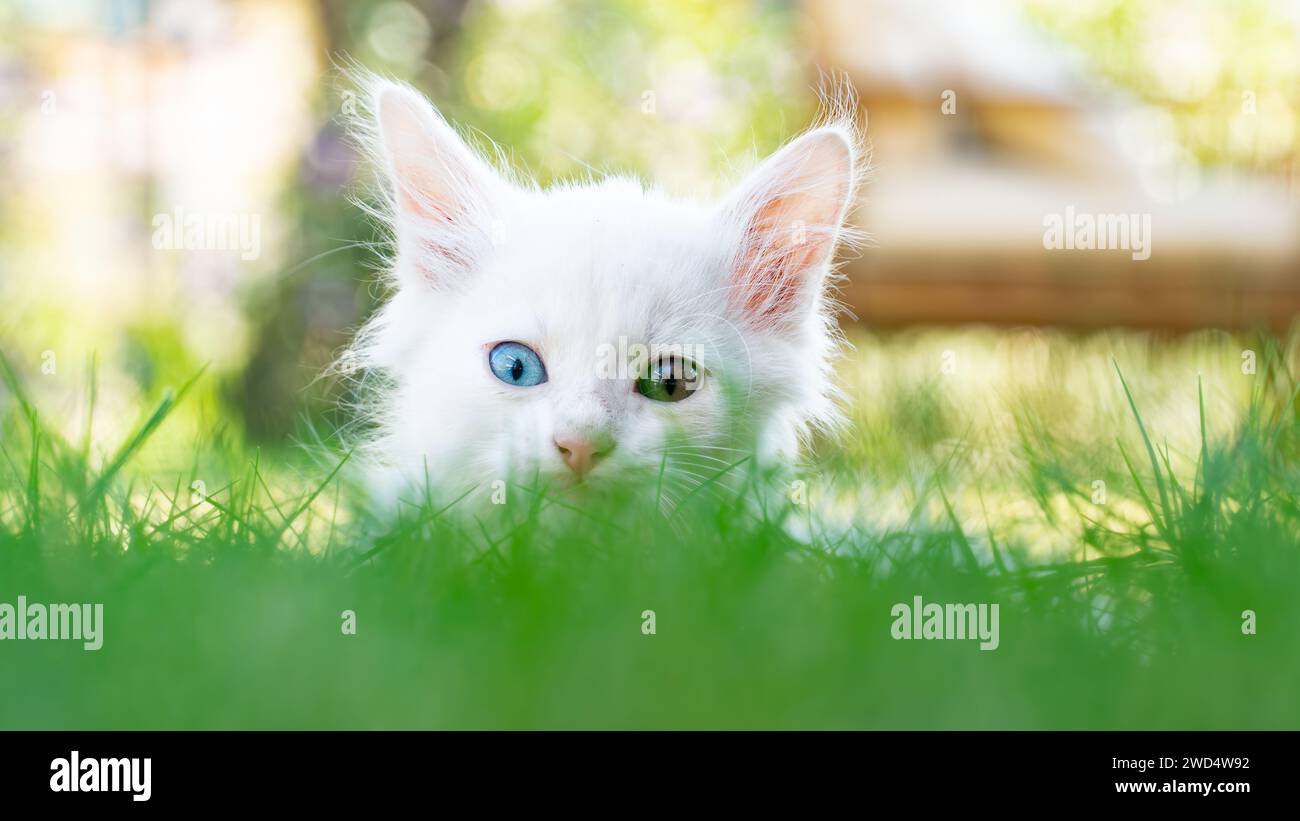 Turkish Van Cat. Van Kedisi. Cute white kitten with colorful eyes Stock ...