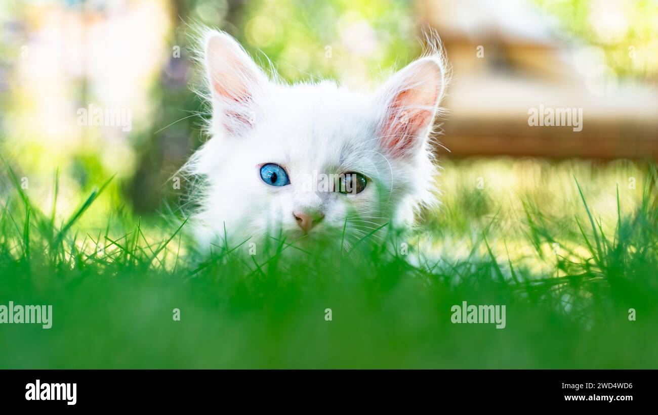 Turkish Van Cat. Van Kedisi. Cute white kitten with colorful eyes Stock ...