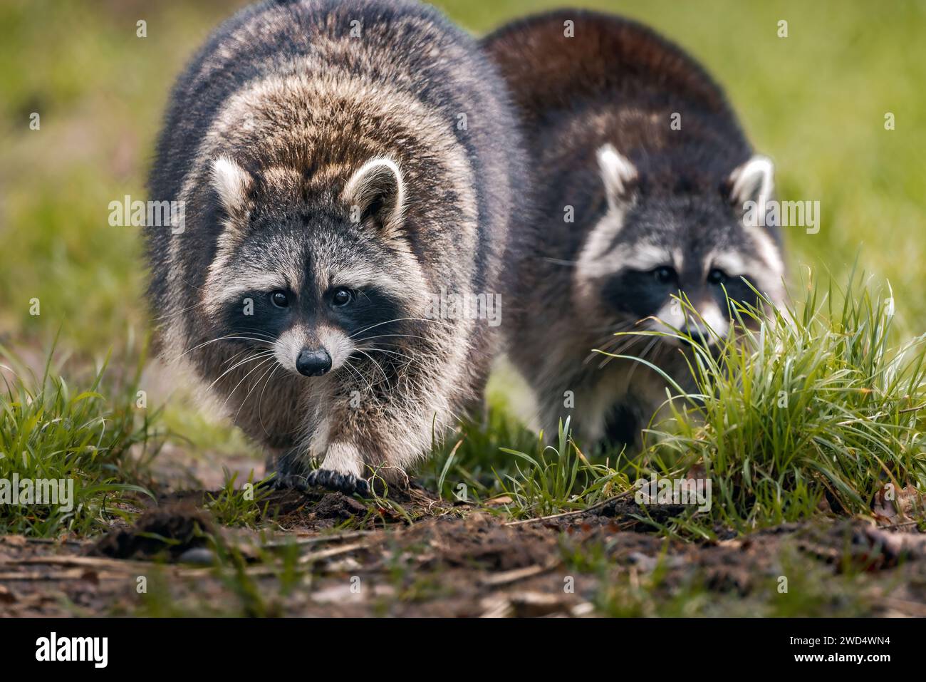 Two raccoons strolling through the grass in close proximityh Stock ...