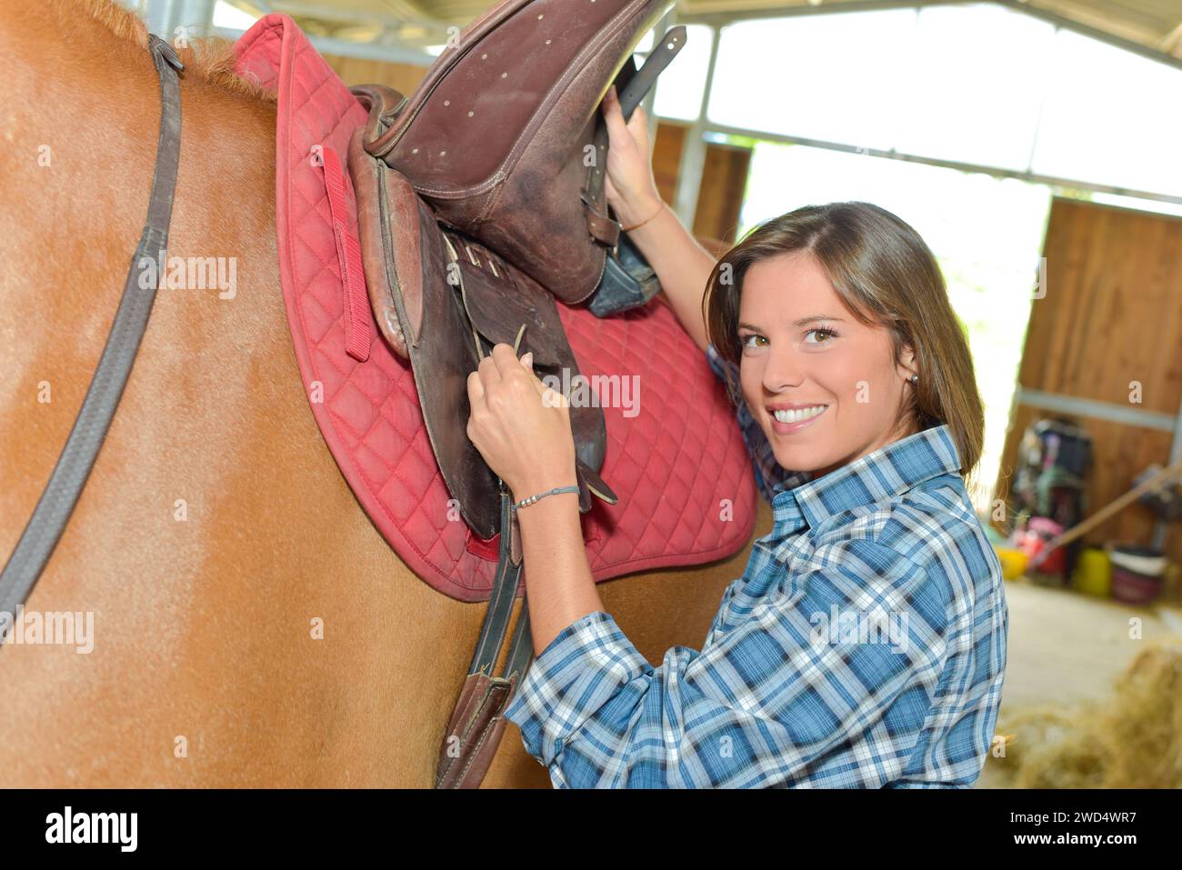 Securing saddle hi-res stock photography and images - Alamy
