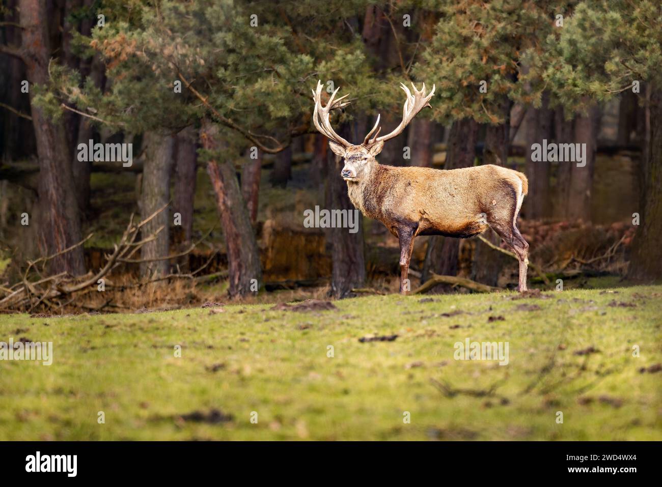 A majestic deer grazing peacefully in a serene forest setting Stock ...
