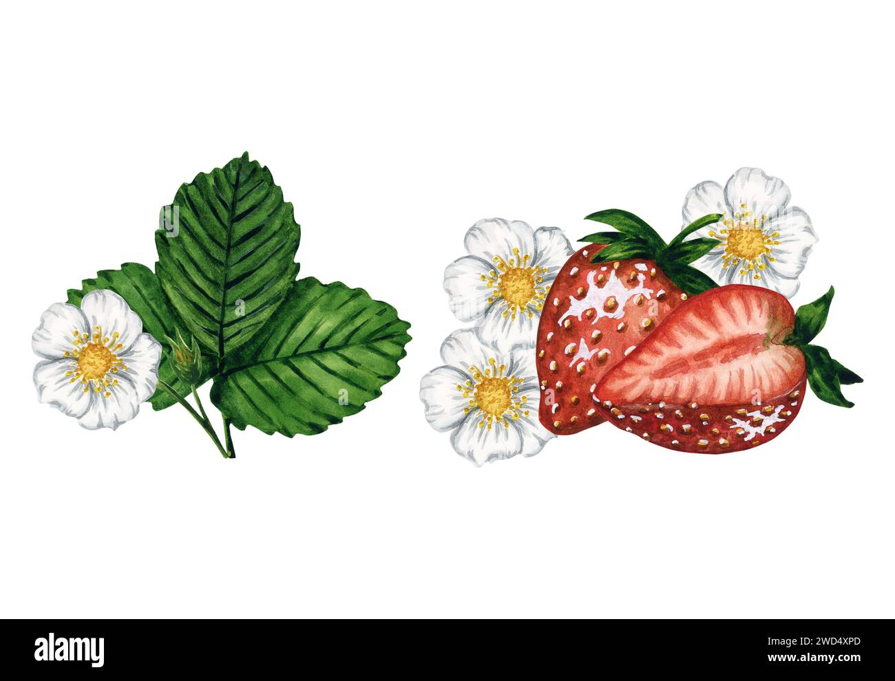Watercolor Strawberry Compositions Set With Berries Leaves And Flowers