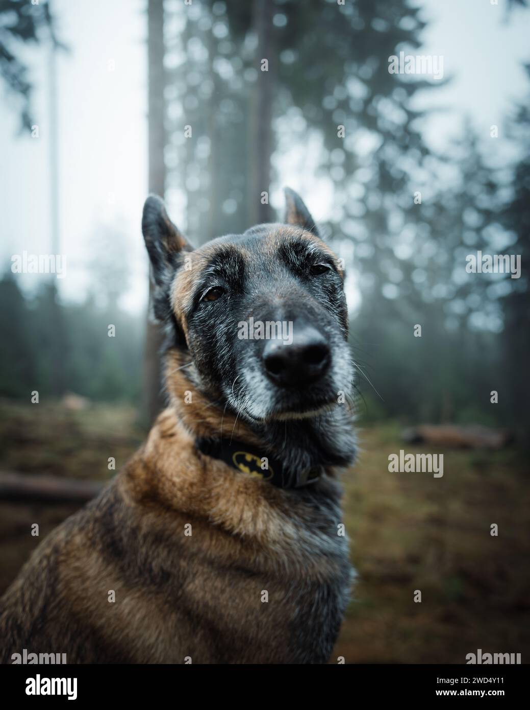 Intriguing gaze hi-res stock photography and images - Alamy