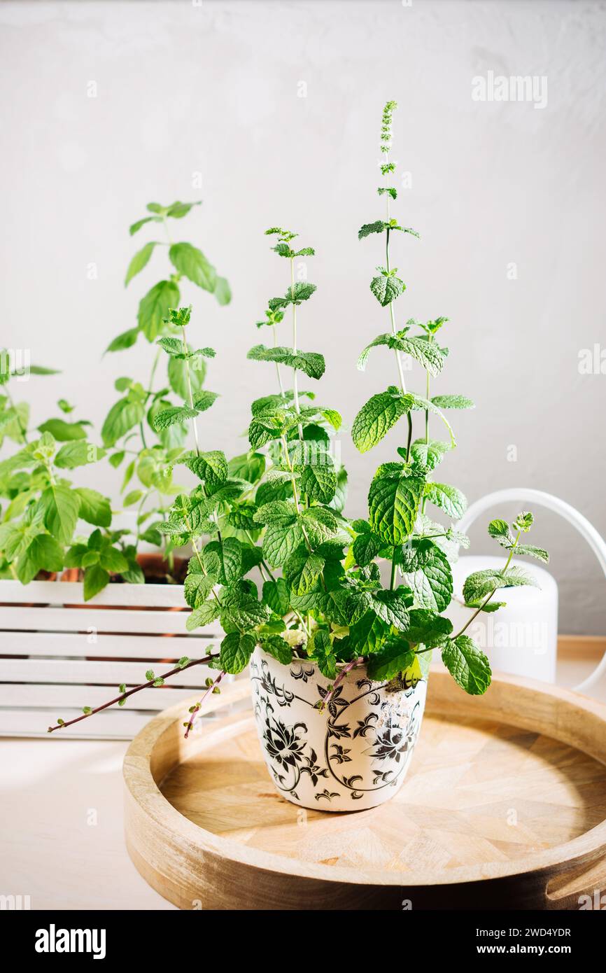 Homegrown peppermint hi-res stock photography and images - Alamy