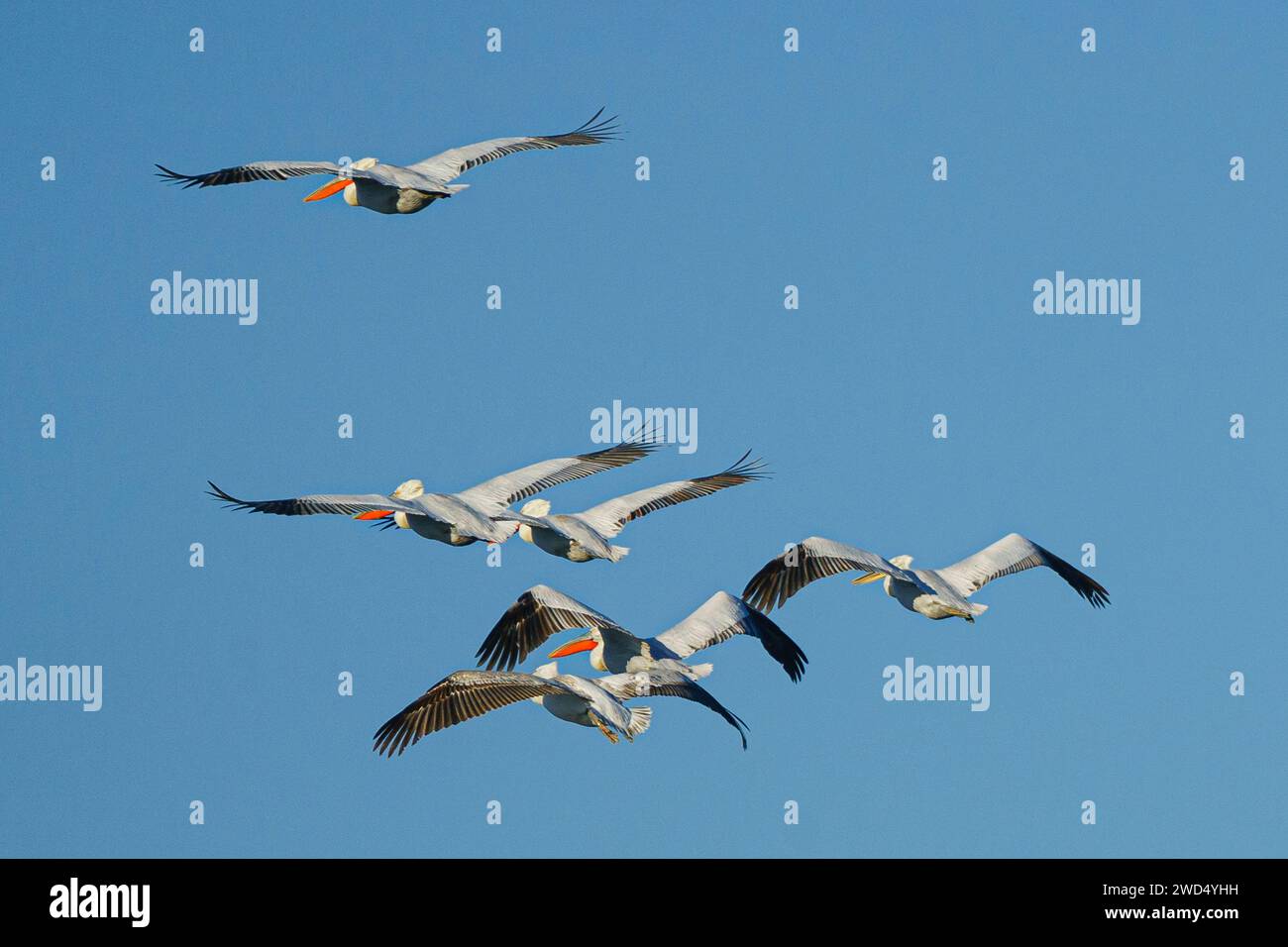 Group of Pelicans flying in blue sky Stock Photo - Alamy