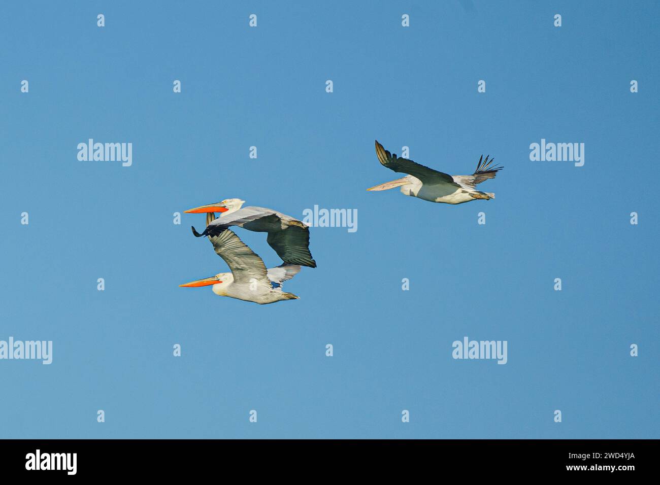 The pelicans soaring through the sky with their wings extended, gliding ...