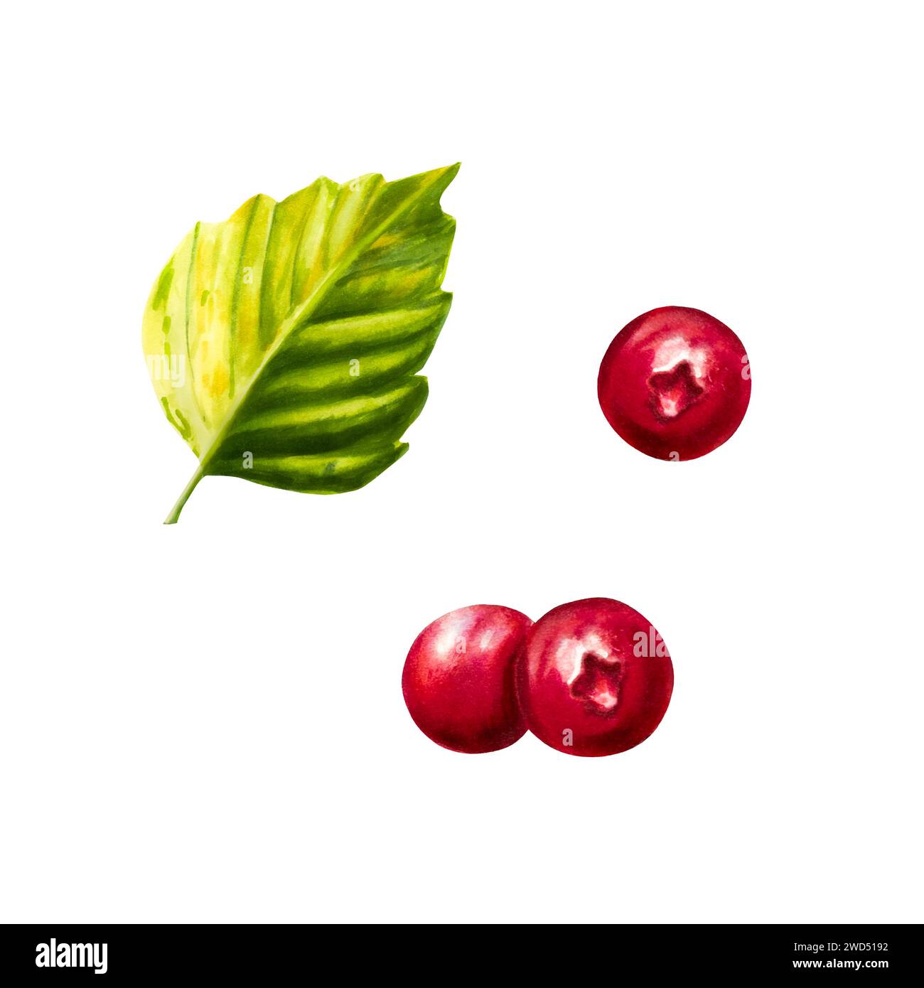 Watercolor forest berry lingonberry, cranberry and cowberry ...