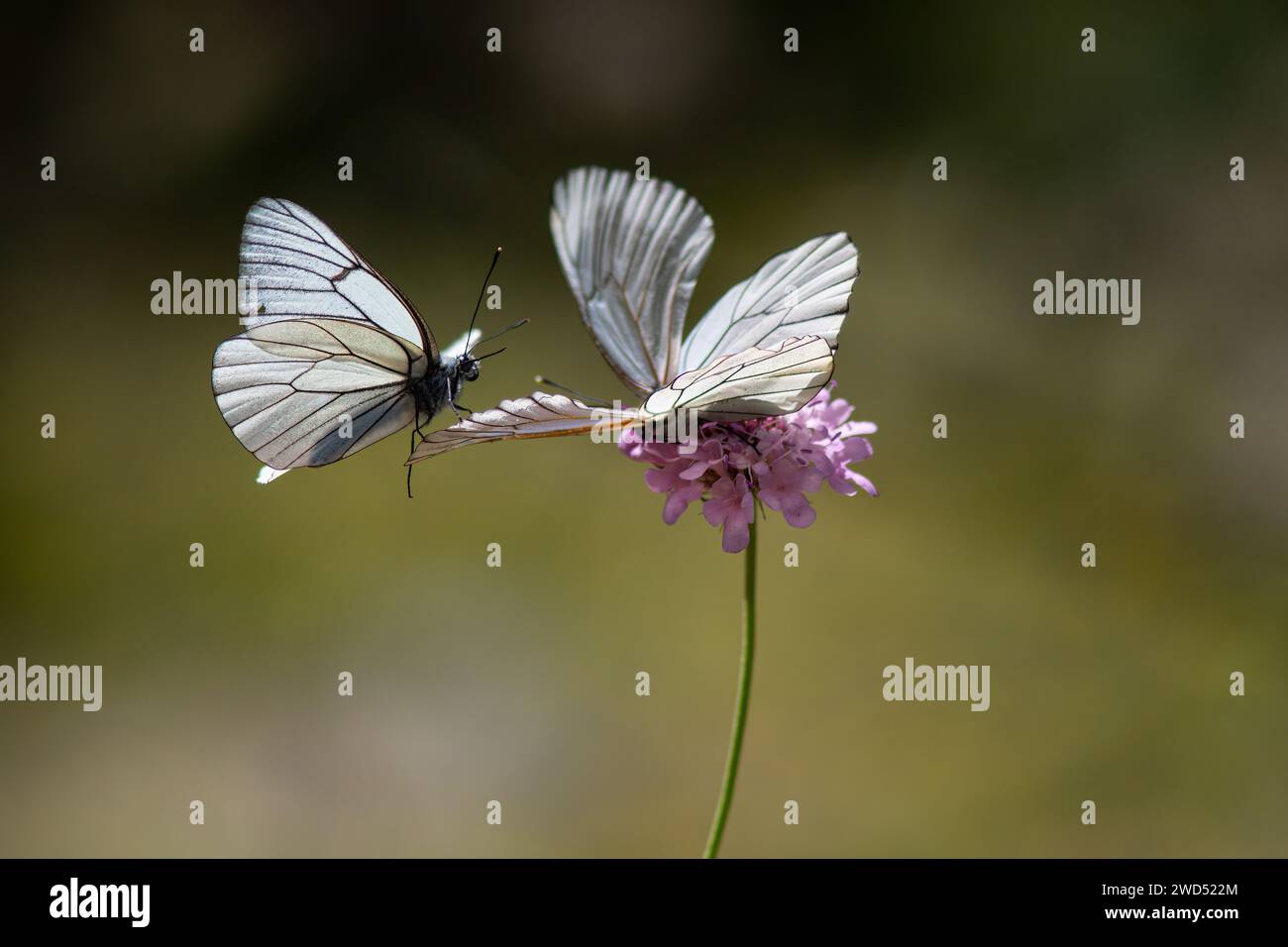 Black-veined White butterflies mating on a plant. Close-up, under the ...