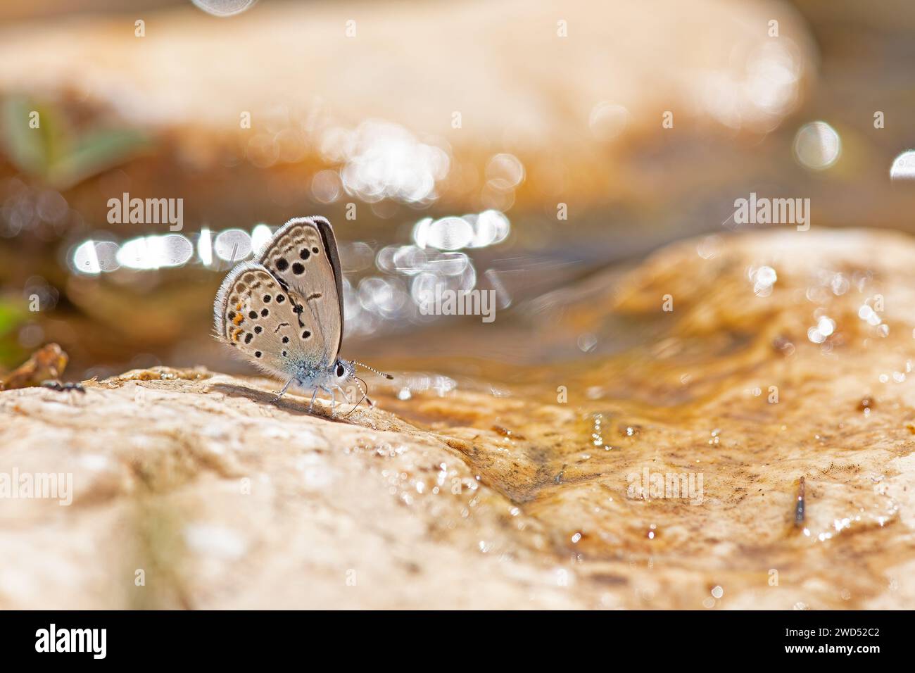 Odd-spot Blue butterfly on a rock at the water's edge. Close-up, under ...