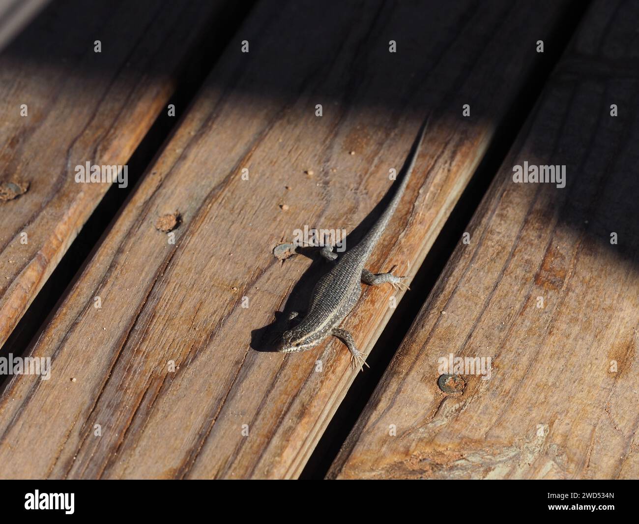 Small lizard on the wooden floor Stock Photo - Alamy