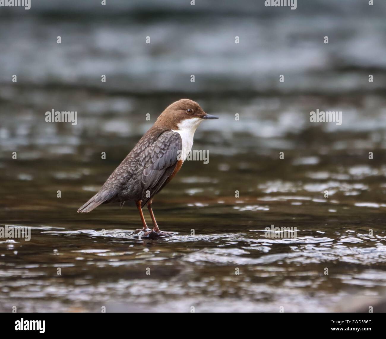 Bird at the waters edge hi-res stock photography and images - Alamy