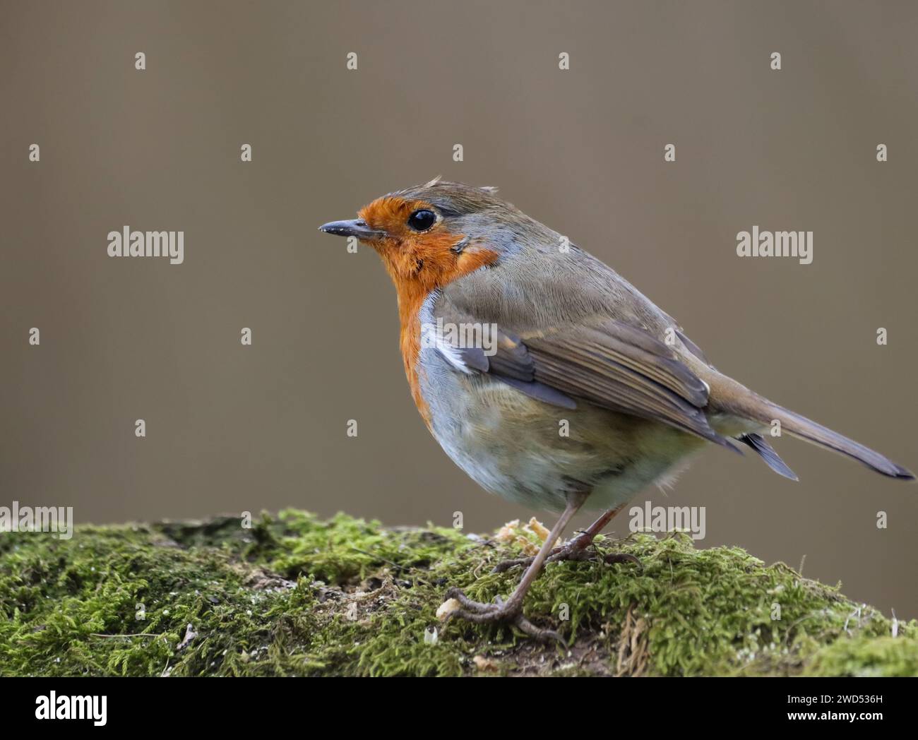 Perched on moss hi-res stock photography and images - Alamy