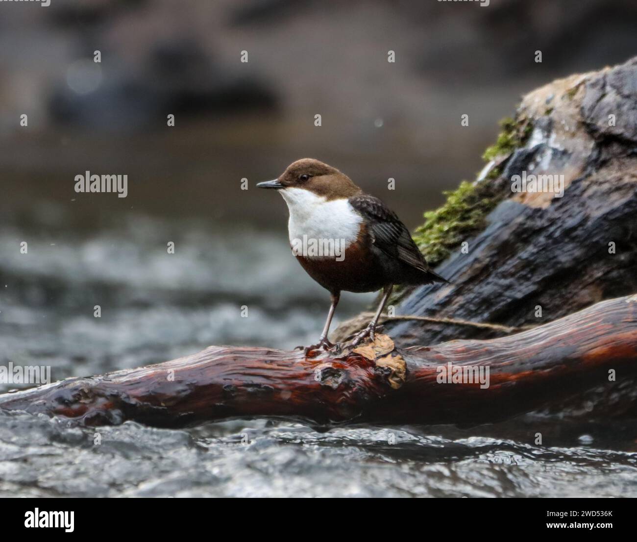 Bird on tree branch at stream Stock Photo - Alamy