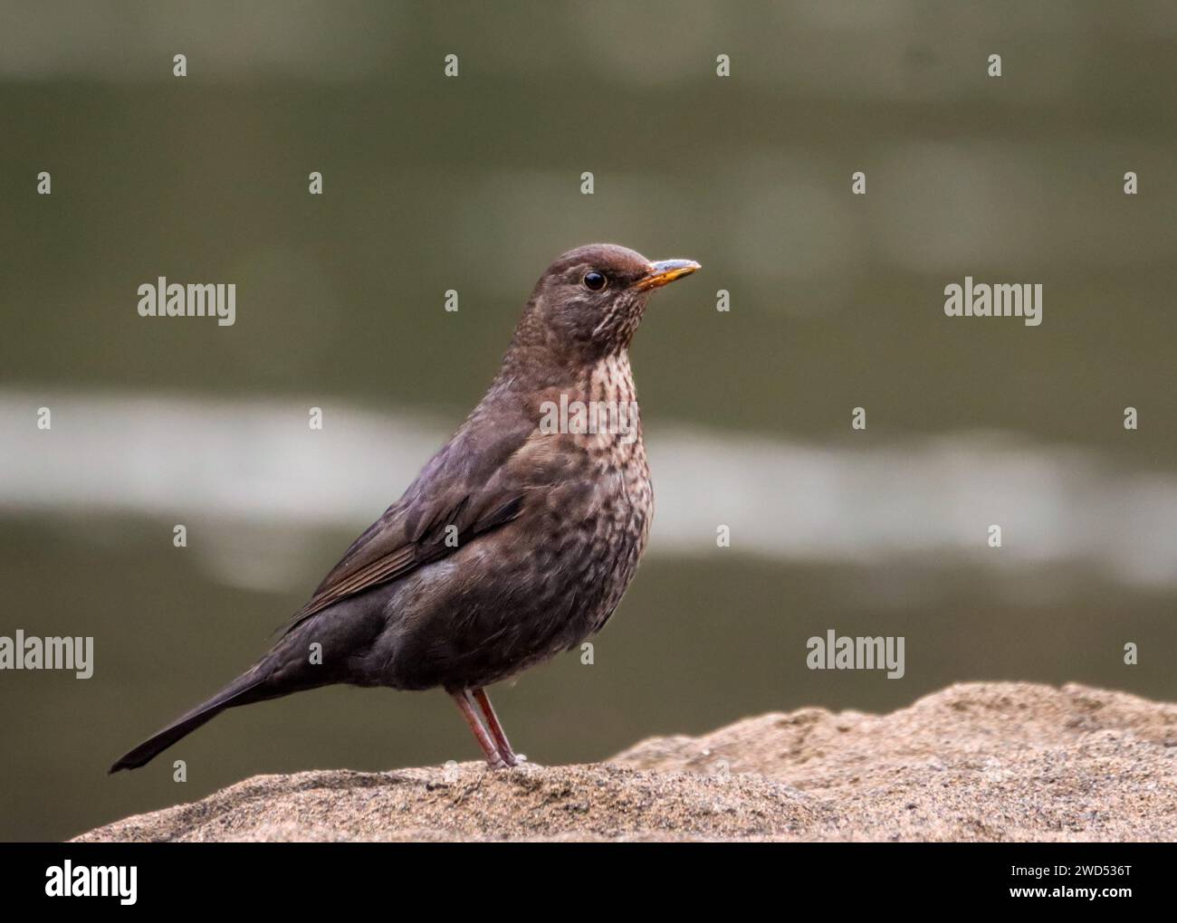 A solitary raven perches on a boulder beside a tranquil pond Stock ...