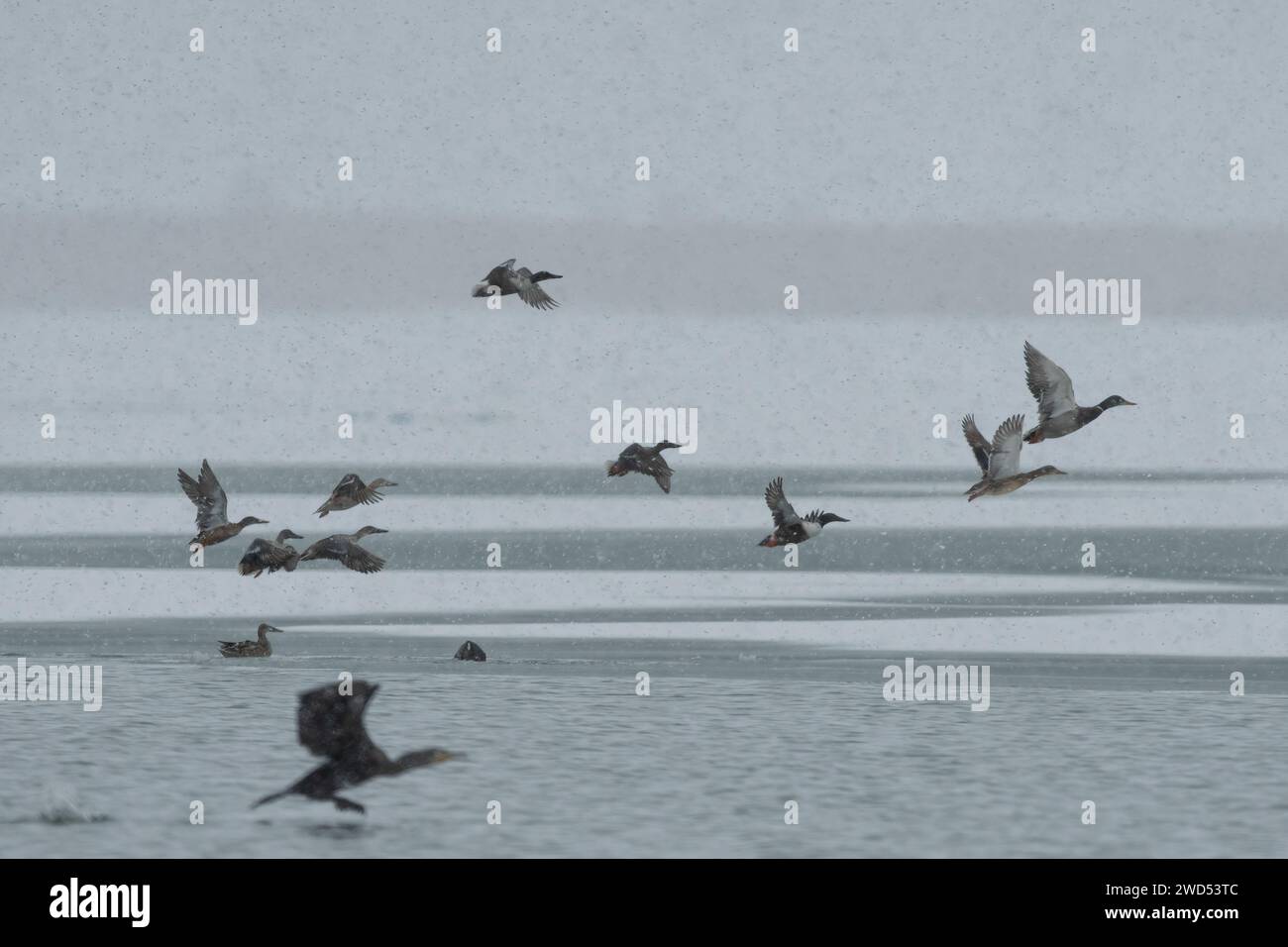 Female northern shoveler in flight hi-res stock photography and images - Alamy