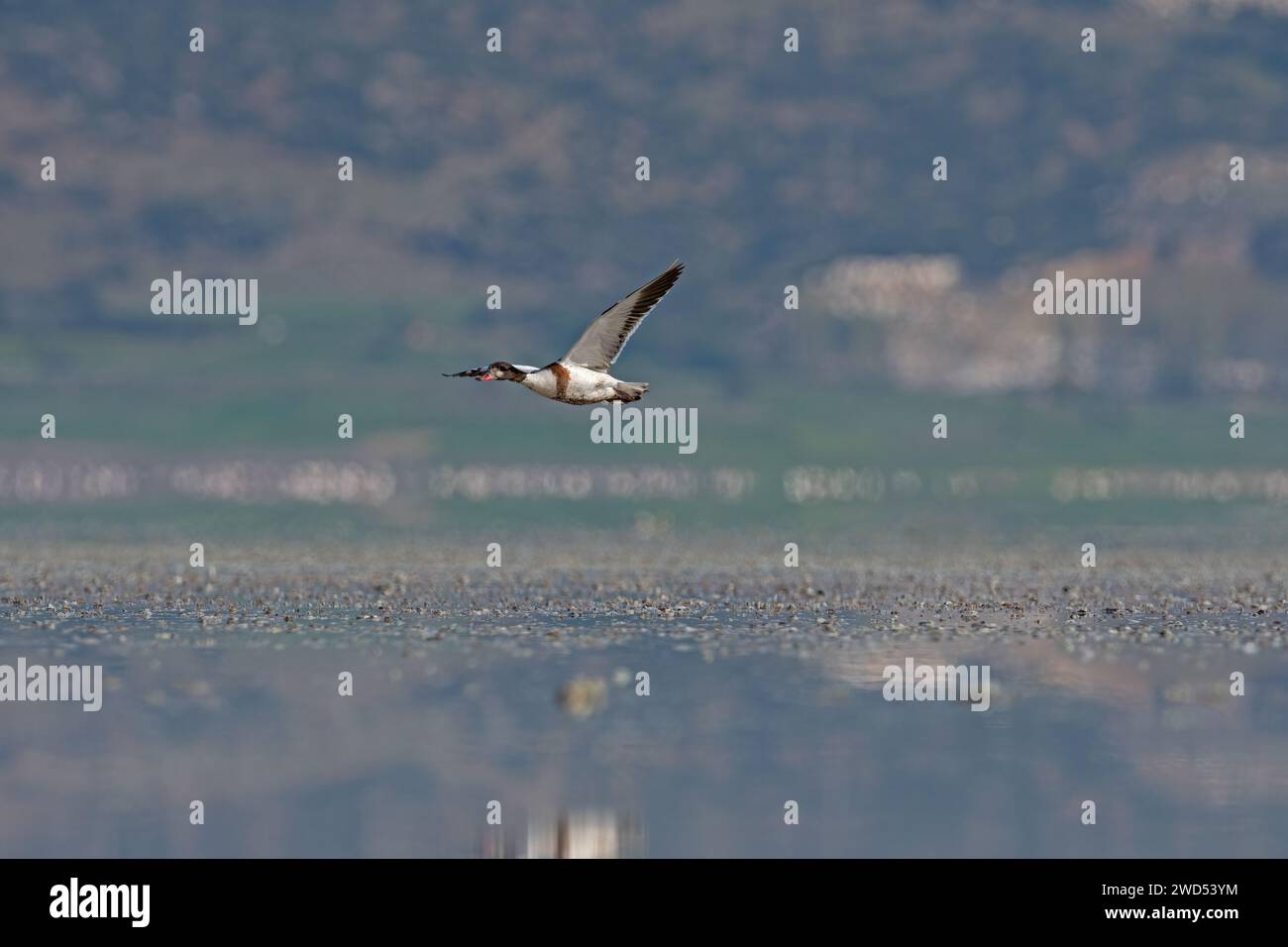 Common Shelduck flying in Lake Yarışlı in Turkey (Tadorna tadorna Stock ...