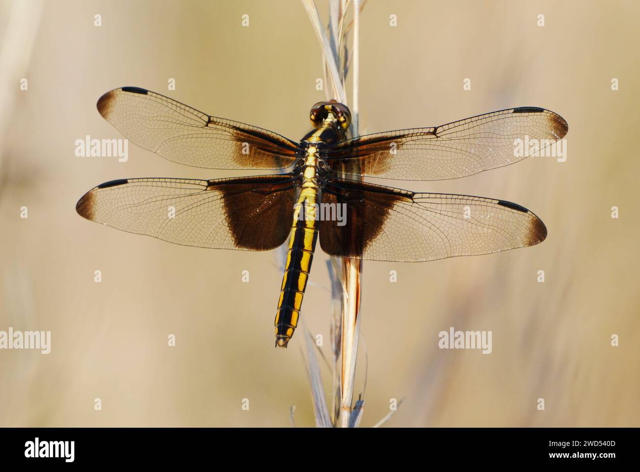 Dragonfly perched on plant with long wings Stock Photo - Alamy
