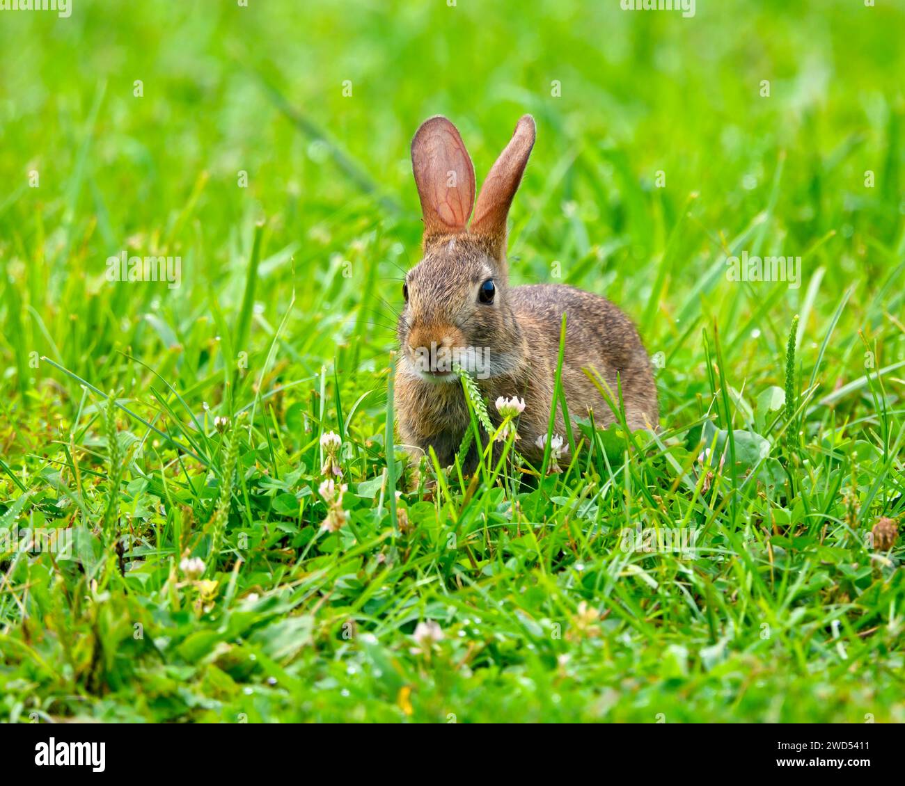 A cute rabbit sitting amidst vibrant flowers in a grassy meadow Stock ...