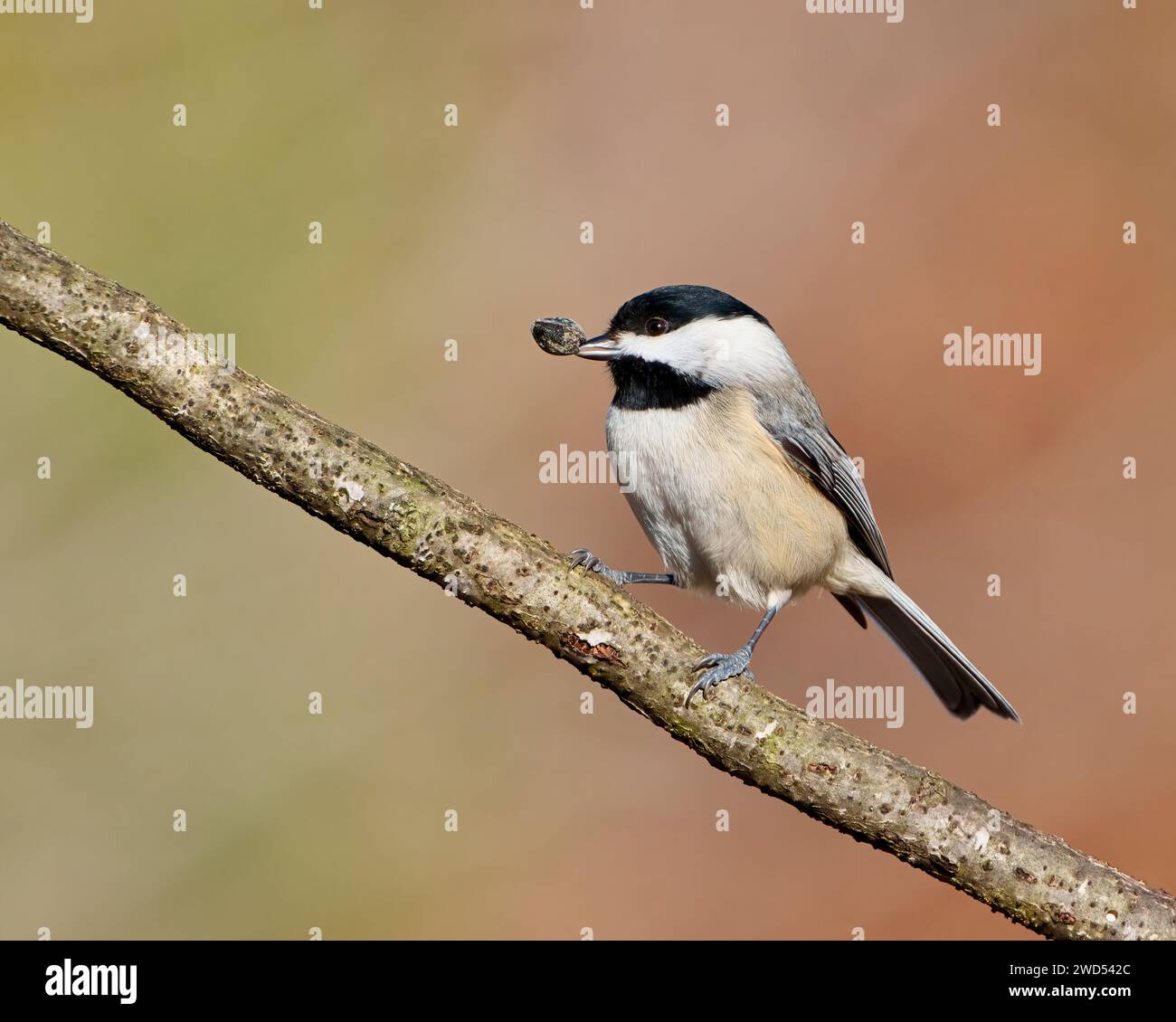 Small bird perched on a barren branch in the wilderness Stock Photo - Alamy