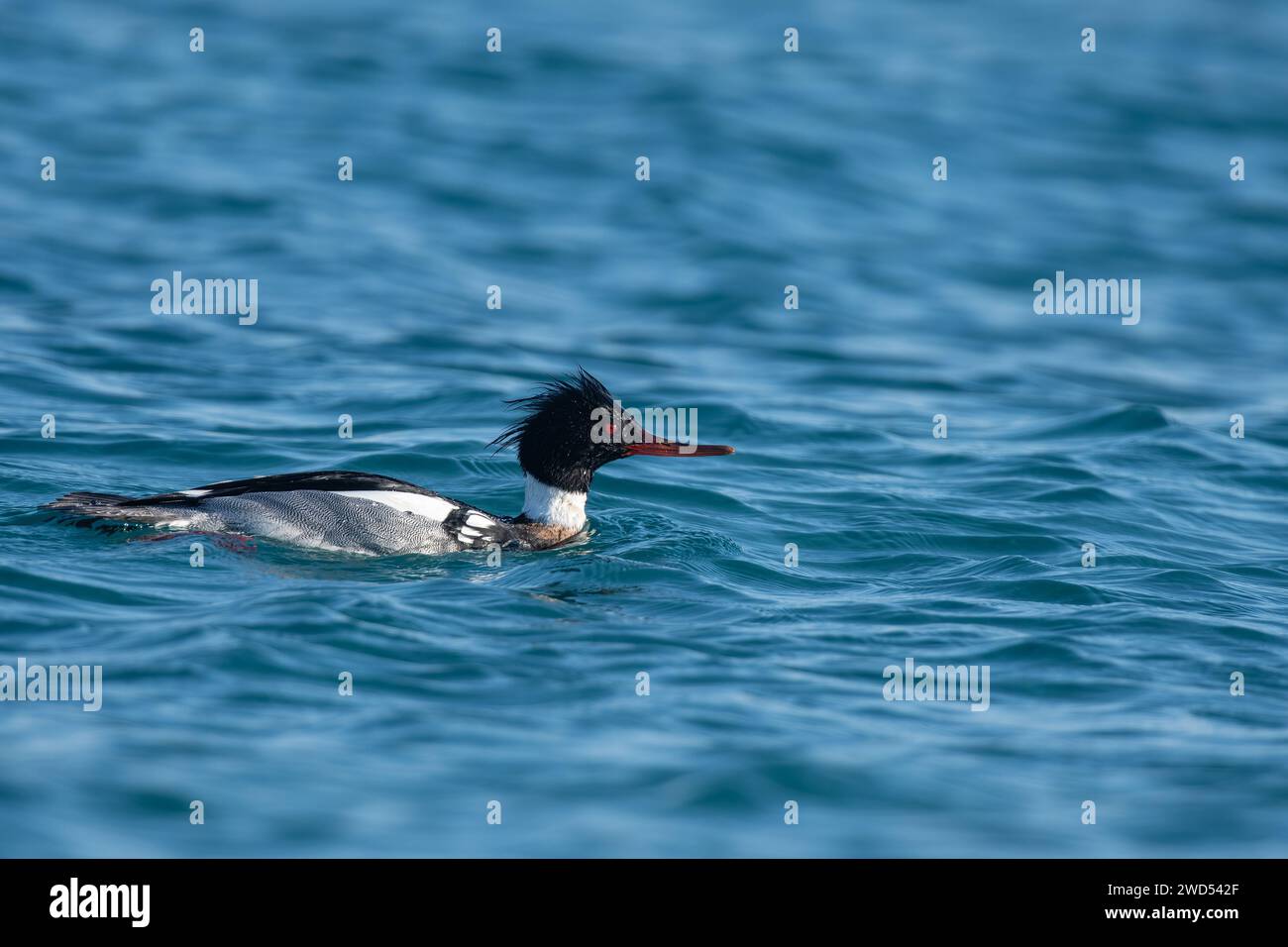 Duck swimming on the wavy and blue coloured Mediterranean coast. (Red ...