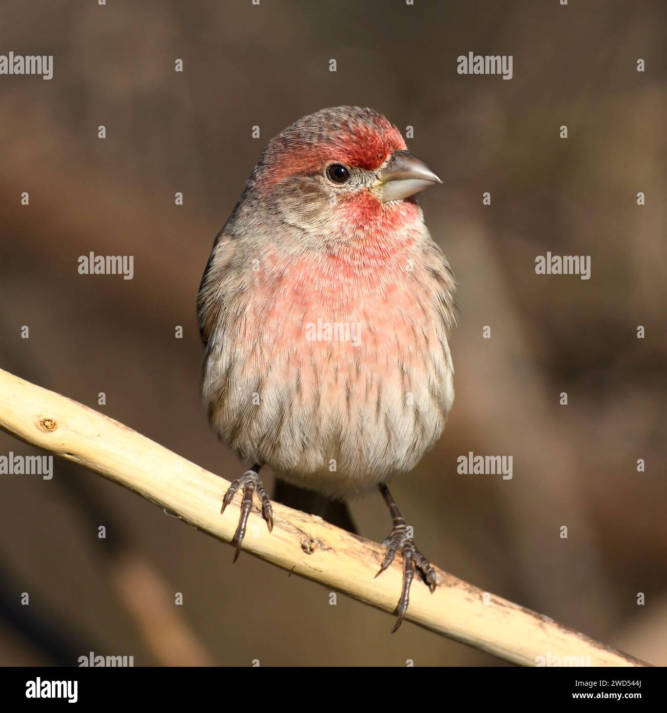 Sideways outdoor hi-res stock photography and images - Alamy