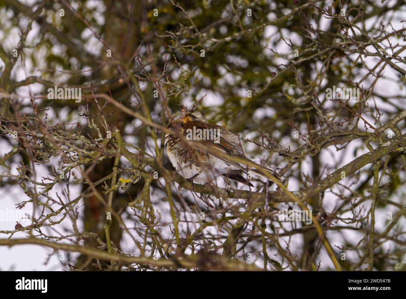 Turdus pilaris Family Turdidae Genus Turdus Fieldfare wild nature bird ...