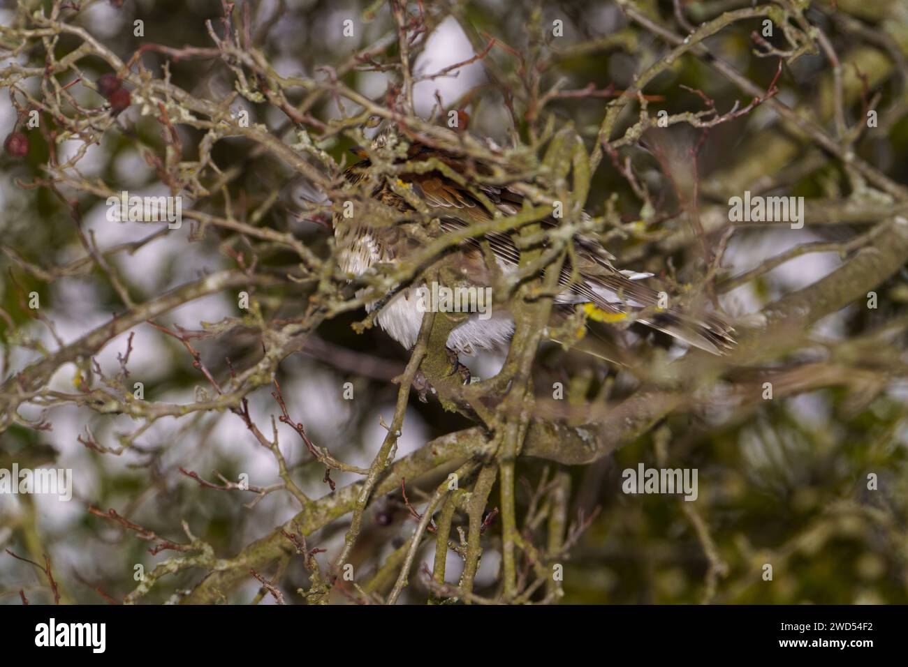 Turdus pilaris Family Turdidae Genus Turdus Fieldfare wild nature bird ...