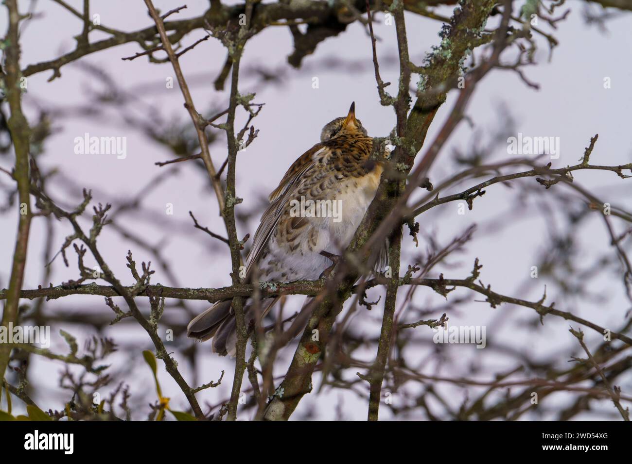 Turdus pilaris Family Turdidae Genus Turdus Fieldfare wild nature bird ...