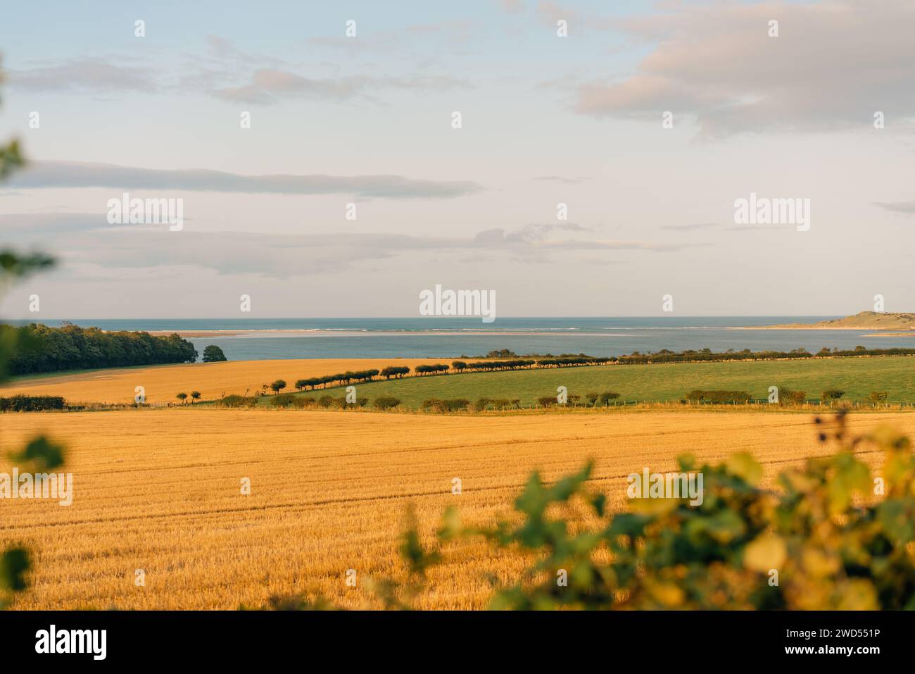 yellow dry fields in uk. High quality photo Stock Photo - Alamy