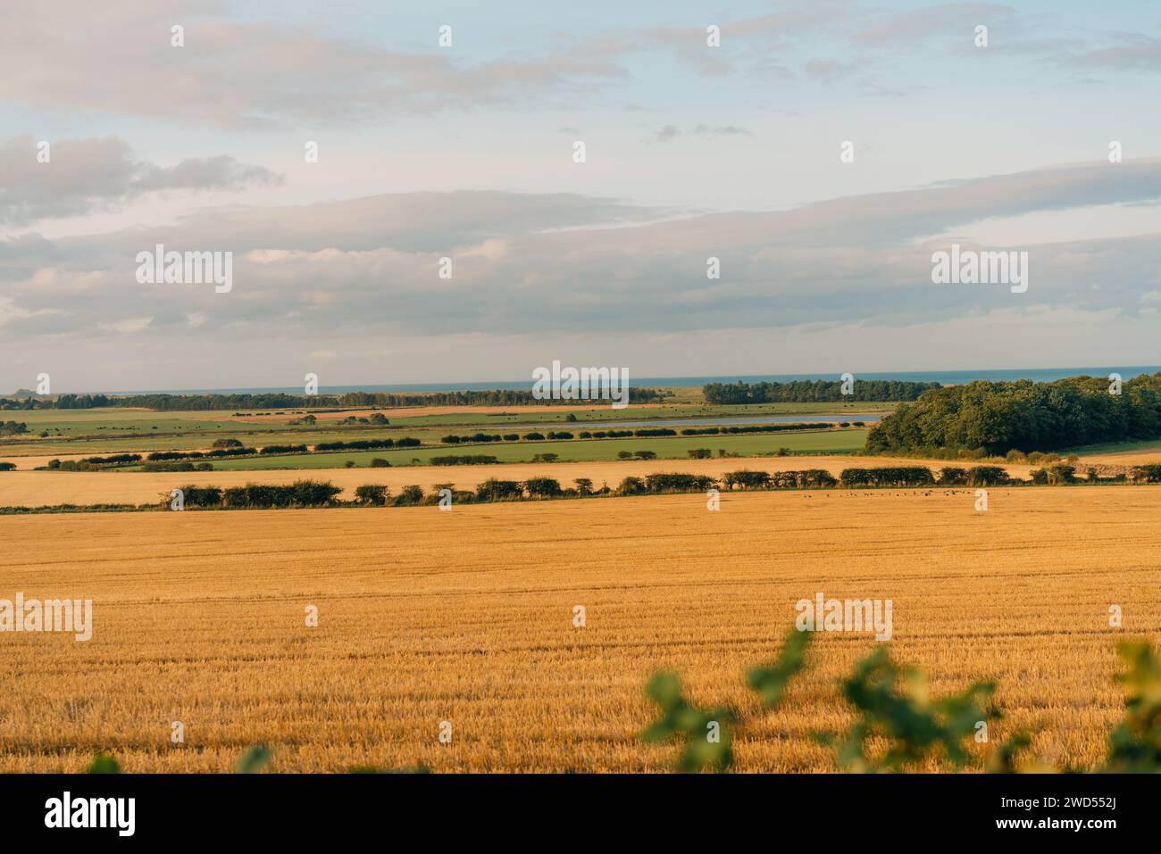yellow dry fields in uk. High quality photo Stock Photo - Alamy