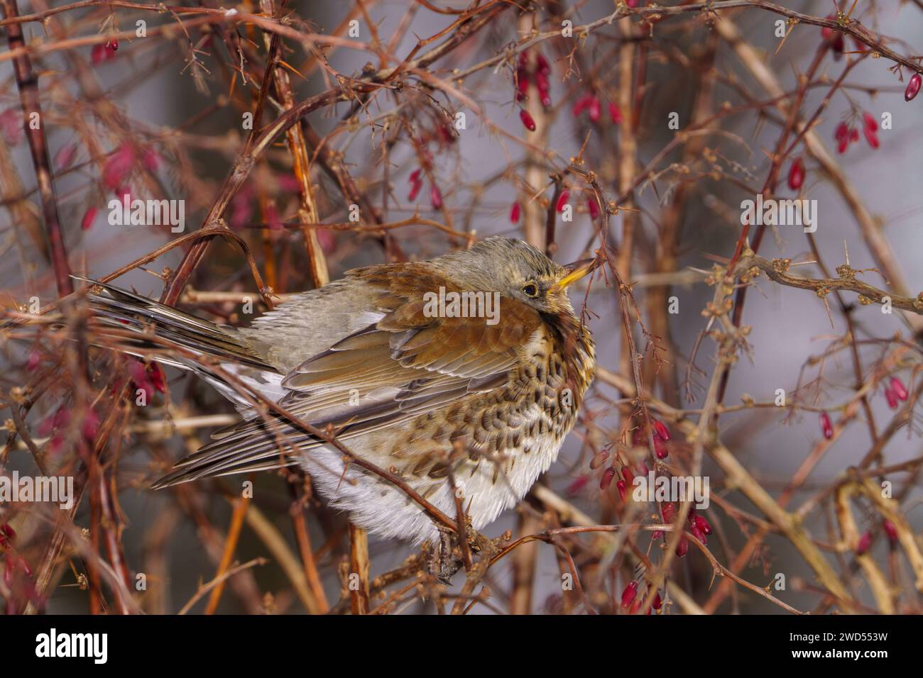 Turdus pilaris Family Turdidae Genus Turdus Fieldfare wild nature bird ...