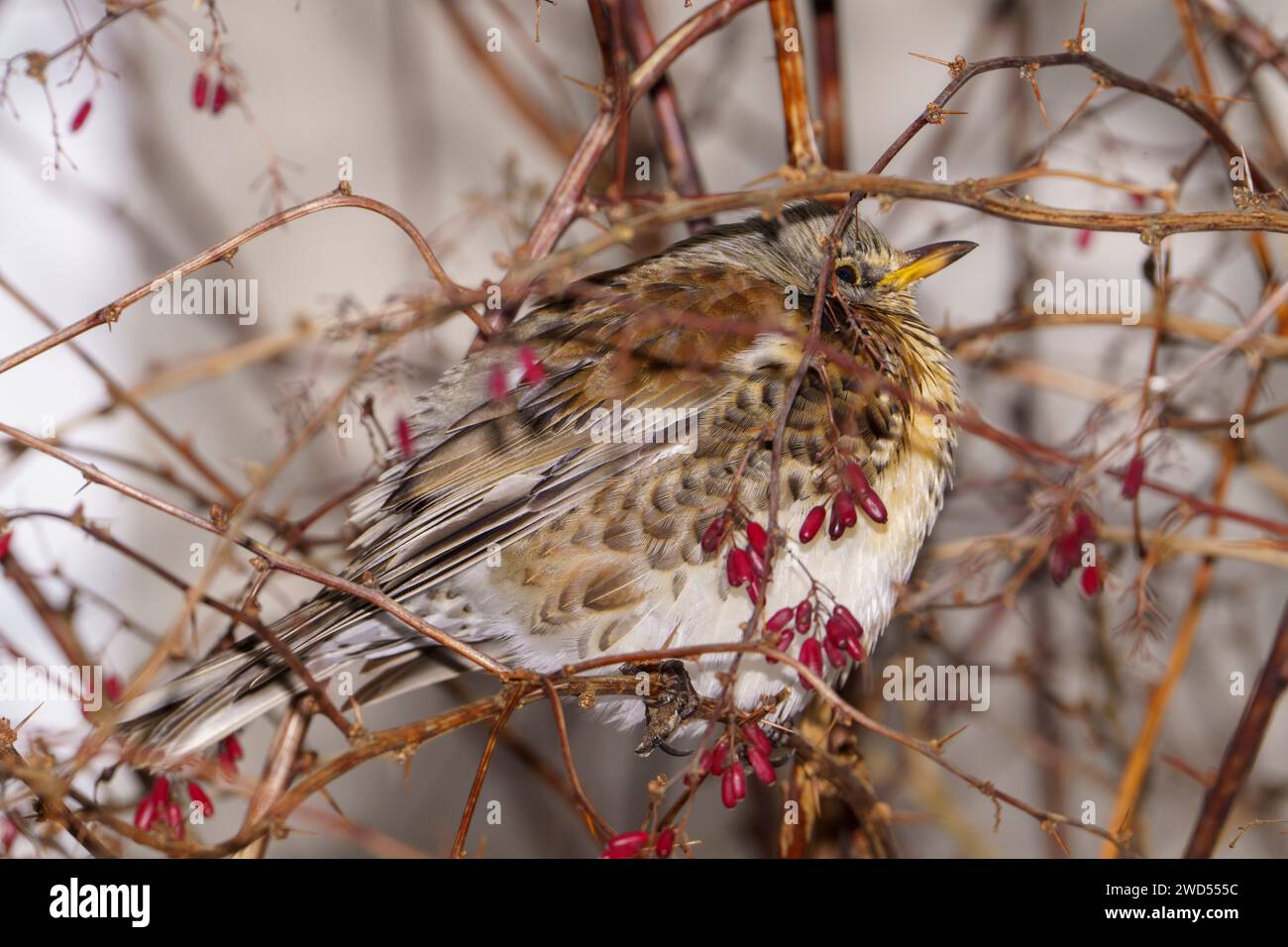 Filedfare on alder hi-res stock photography and images - Alamy
