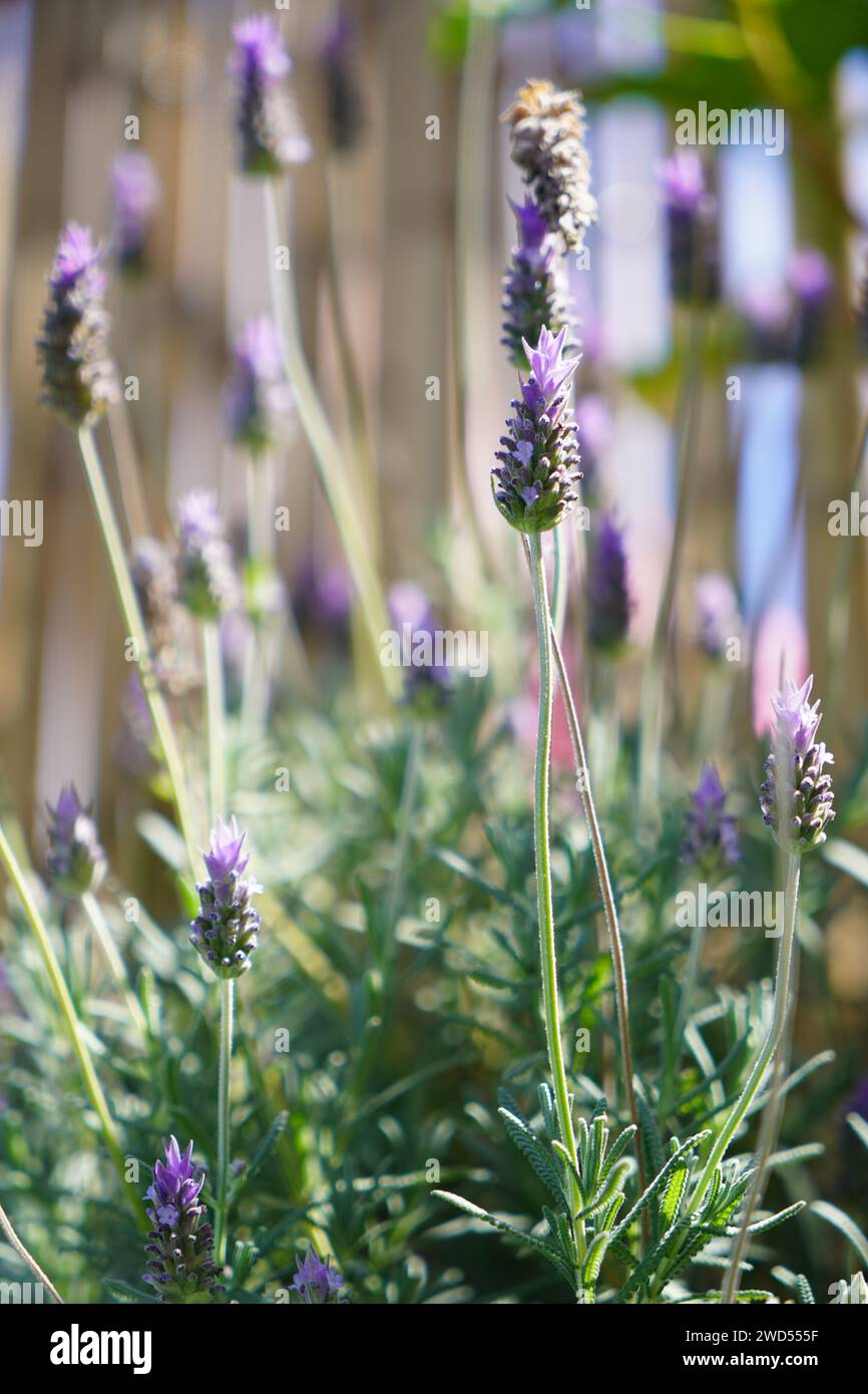 Planta de lavanda hi-res stock photography and images - Alamy