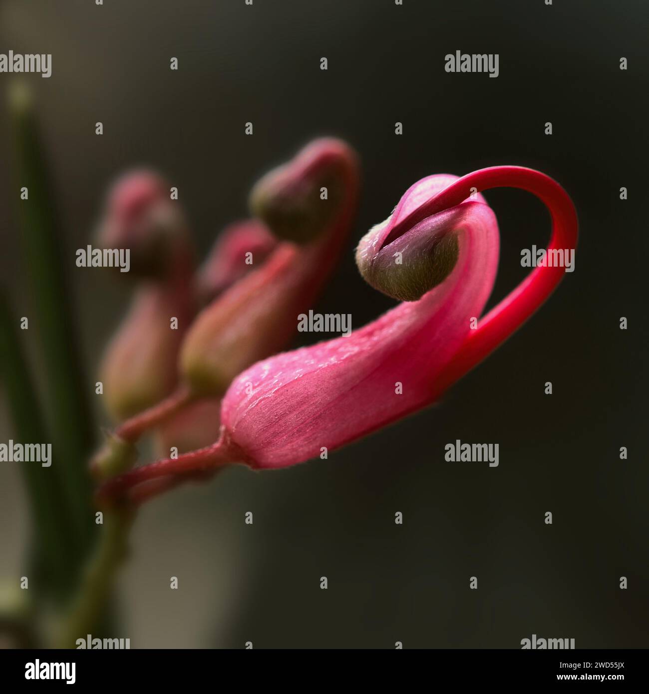 Alpine Grevillea of the Bromley gardens, also known as cats claw Stock ...