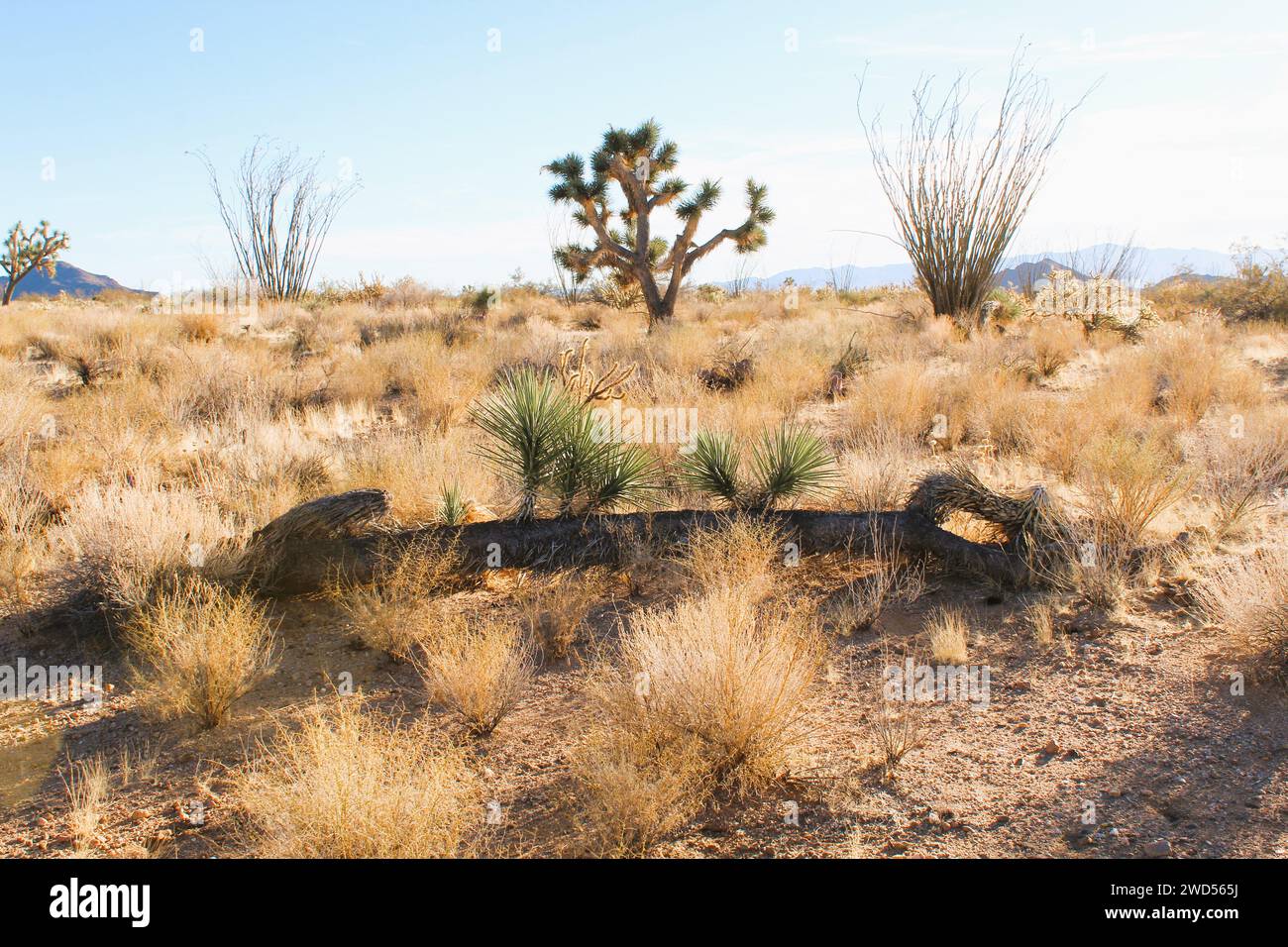 Dead tree in the desert with Joshua tree in background and ocotillo's ...