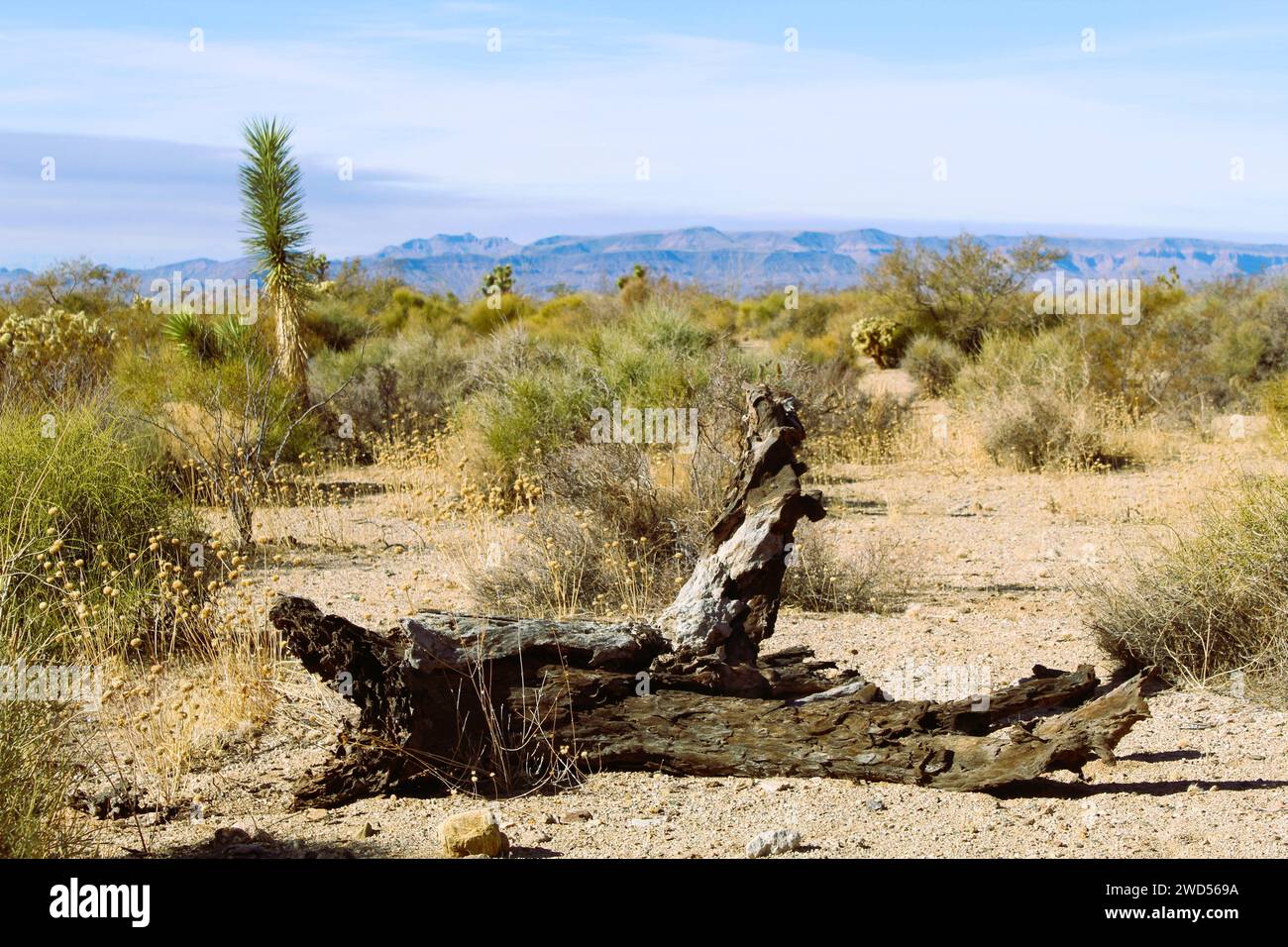 Dead tree in the desert with Joshua tree in background and palo verde ...