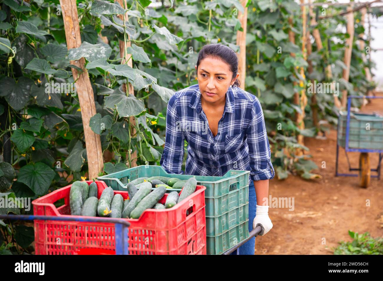 Female farmer carrying wheelbarrow with picked cucumbers in greenhouse ...