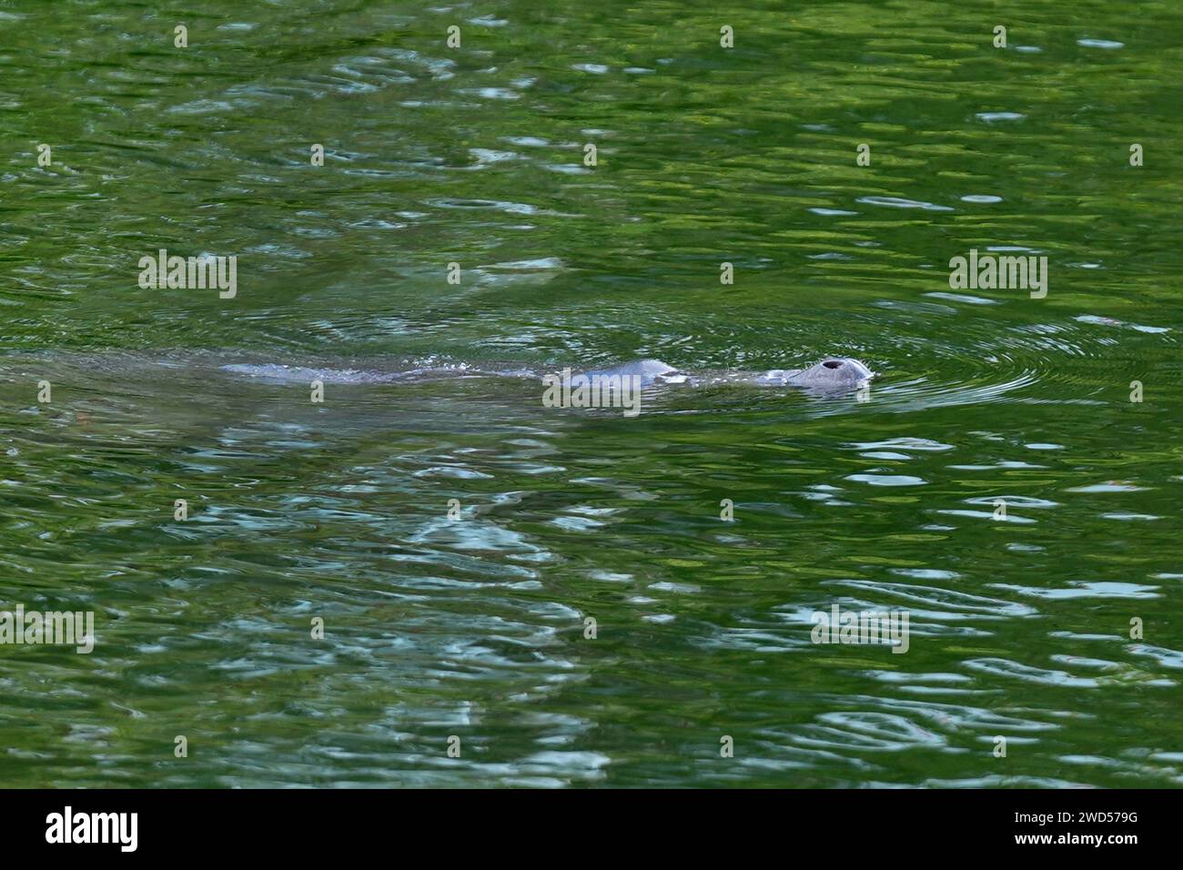A manatee named Churro comes up for air after being released into a ...