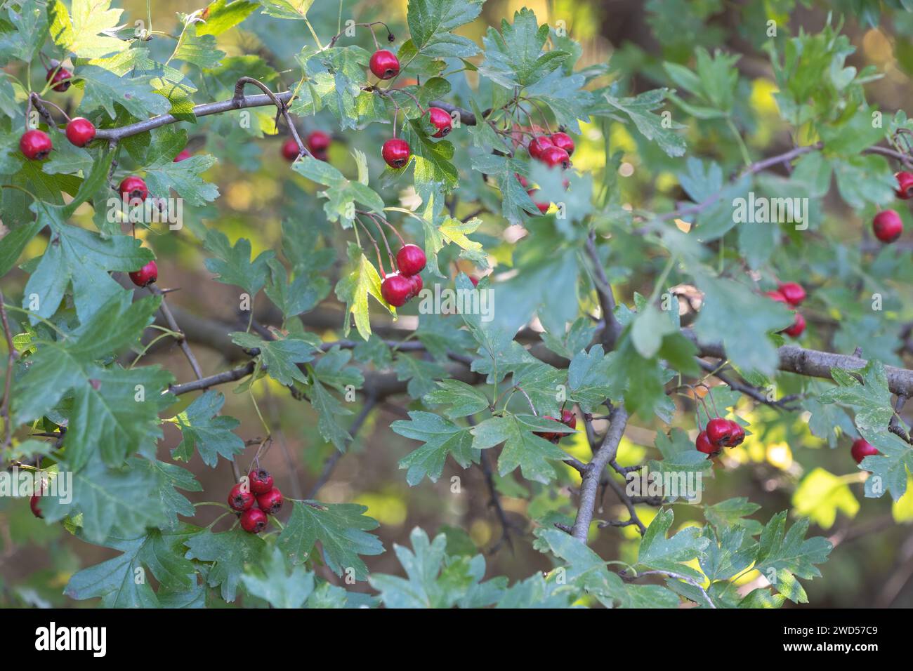 Hawthorn tree branches hi-res stock photography and images - Alamy