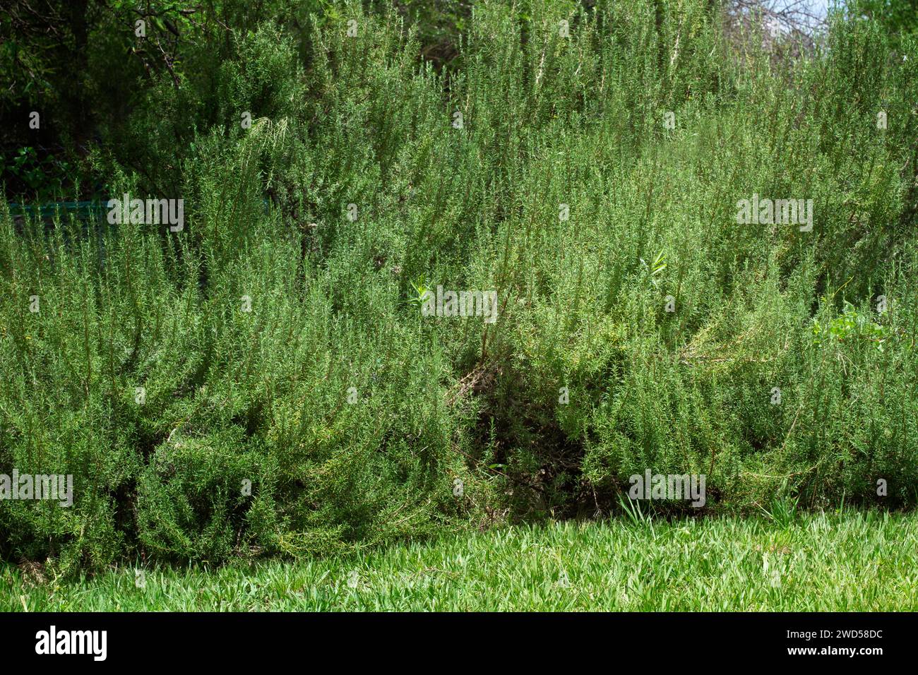 A big plant of rosemary in a garden with green grass Stock Photo - Alamy