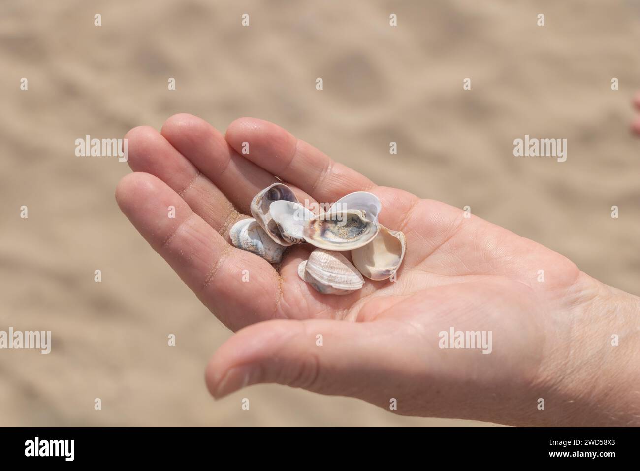 Clams on a woman's hand on the background of sand Stock Photo - Alamy
