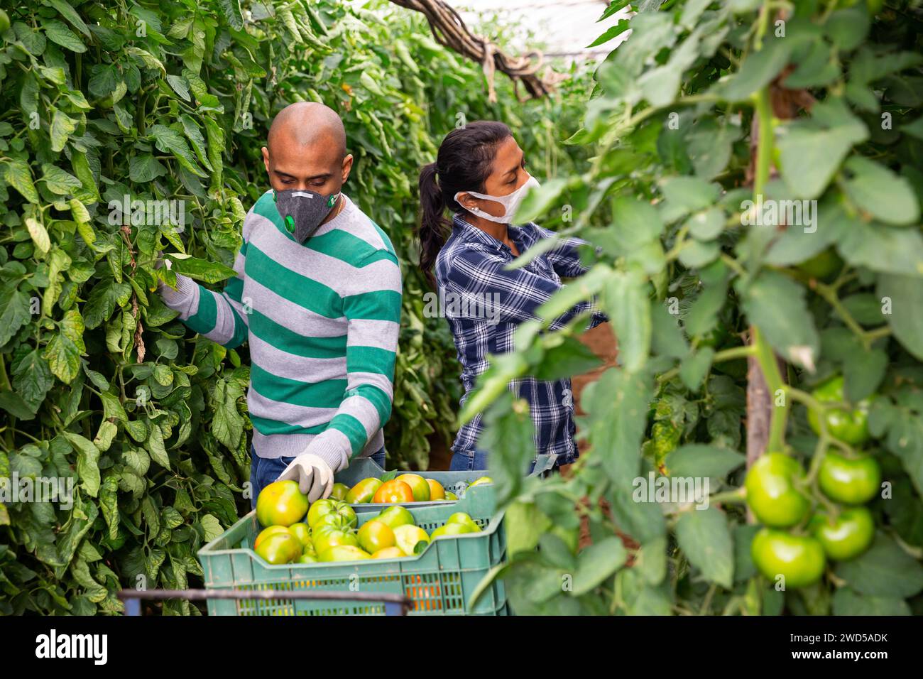 Farm workers in masks picking green tomatoes Stock Photo - Alamy