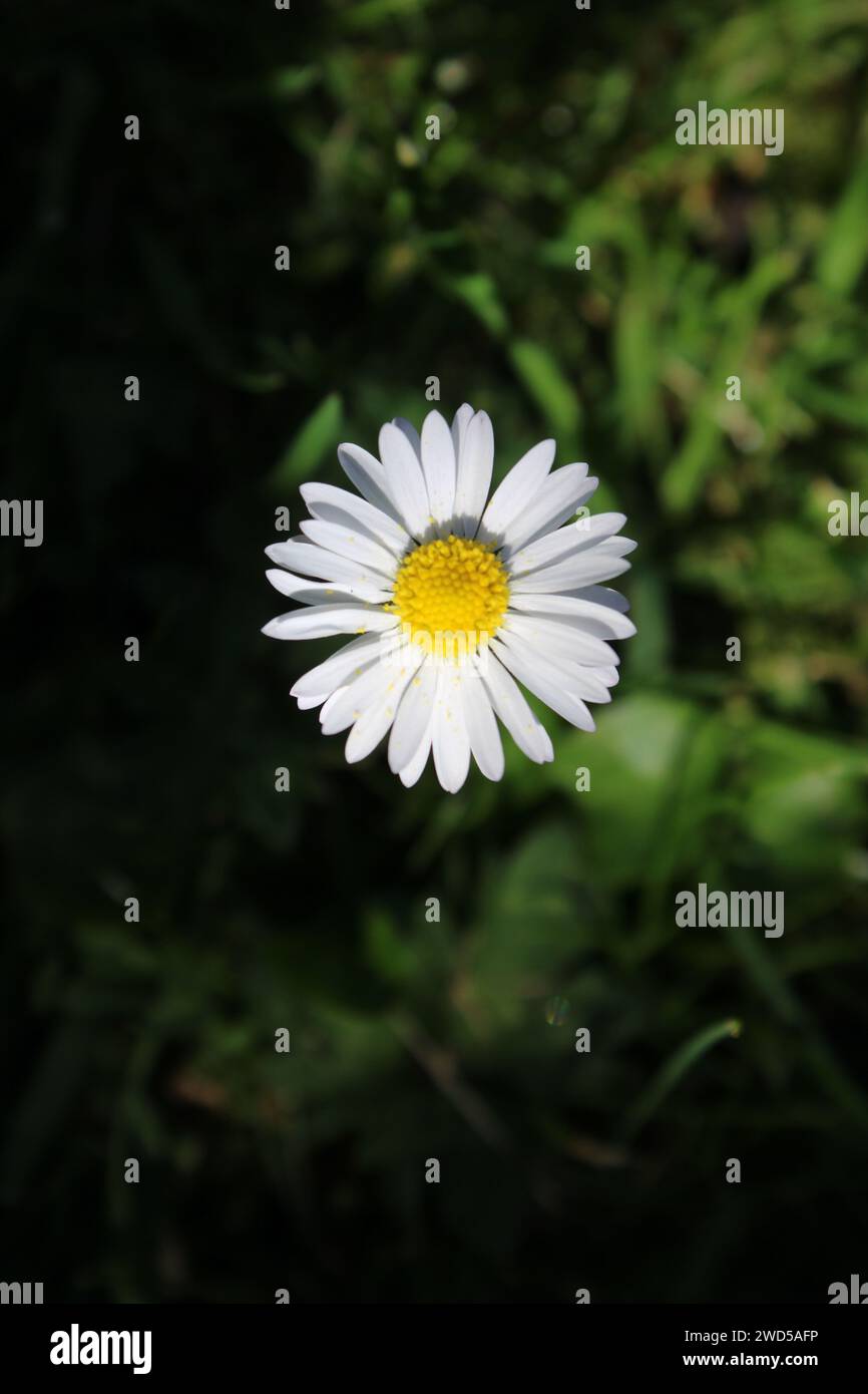 daisy growing in the summer sun, beautiful green grass behind it Stock ...