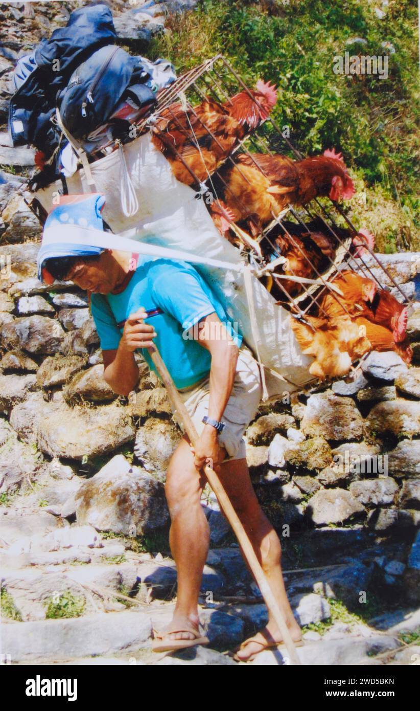 Nepalese man walking up mountain path carrying large amounts of ...