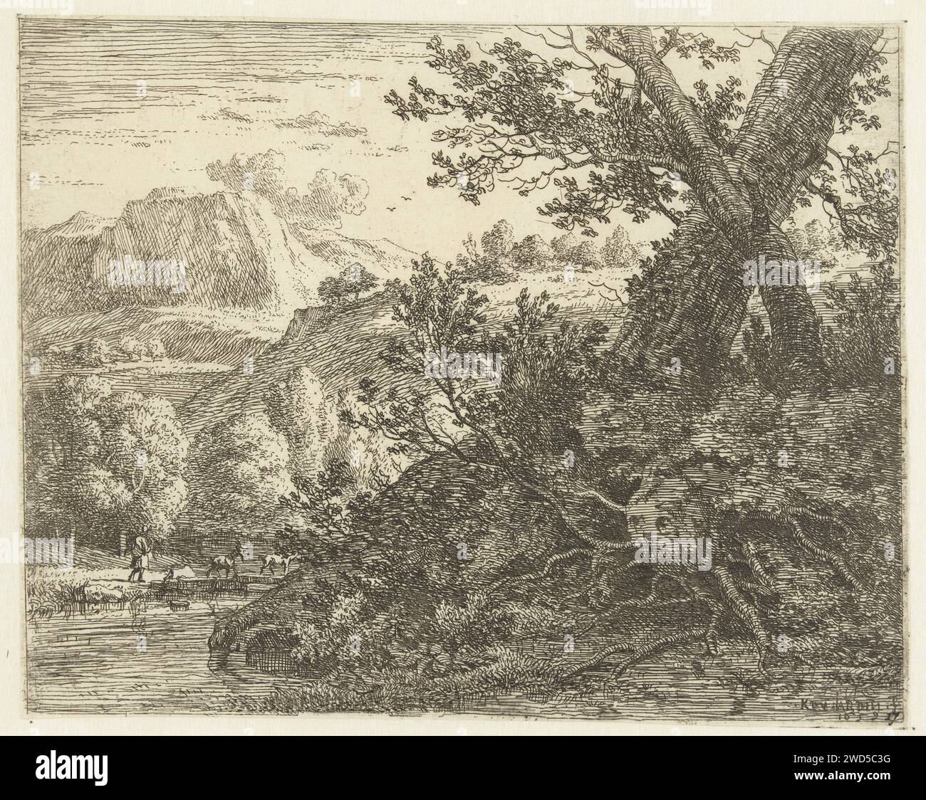 Etching tree roots hi-res stock photography and images - Alamy