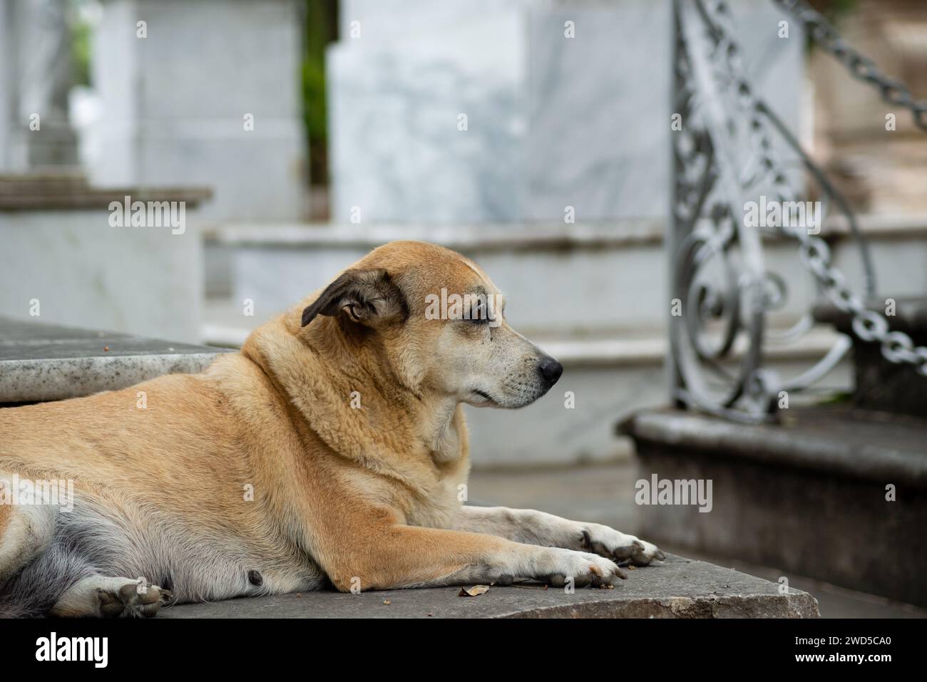 Photo of a caramel dog sitting. Street animal Stock Photo - Alamy